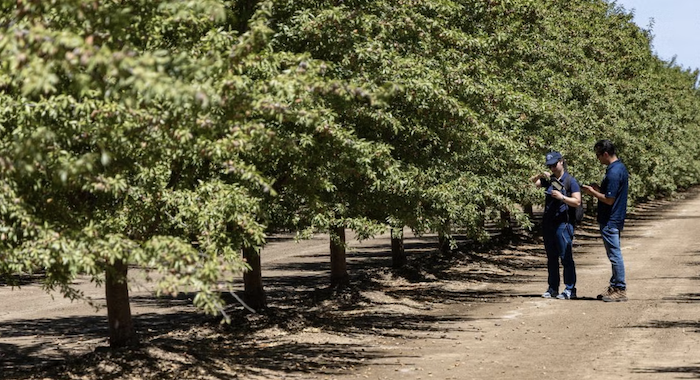 AI-Powered Leaf Monitor Helps Farmers Track Crop Nutrition in Real Time